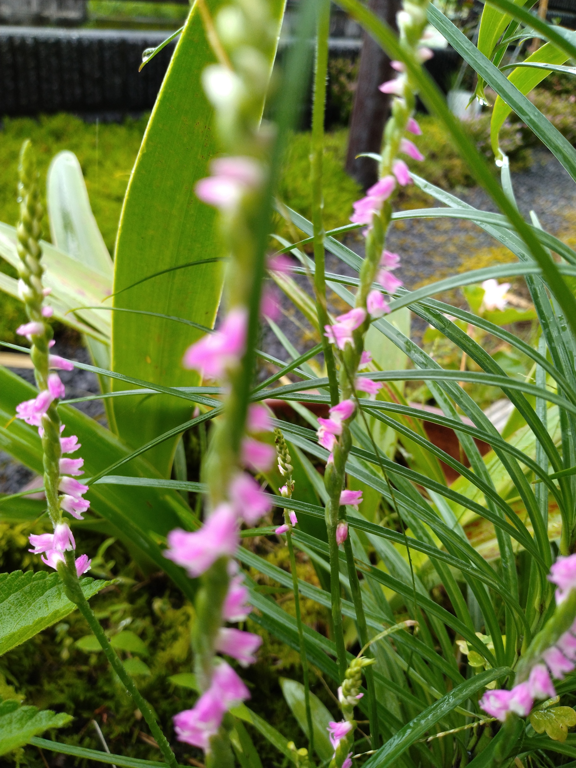 ネジバナ | MBCブログ