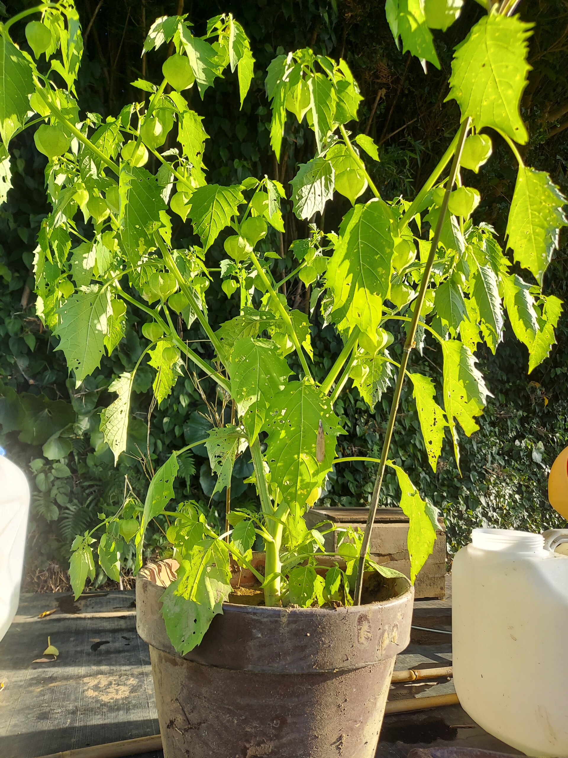 ホオズキ | MBCブログ