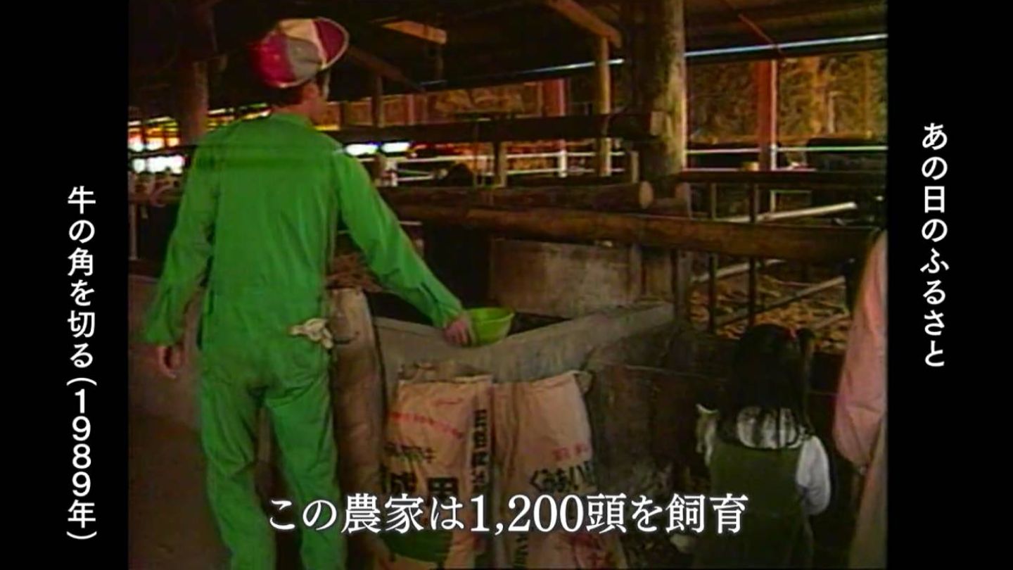 牛肉輸入自由化対策で牛の角を切る 曽於郡（1989） | MBCブログ
