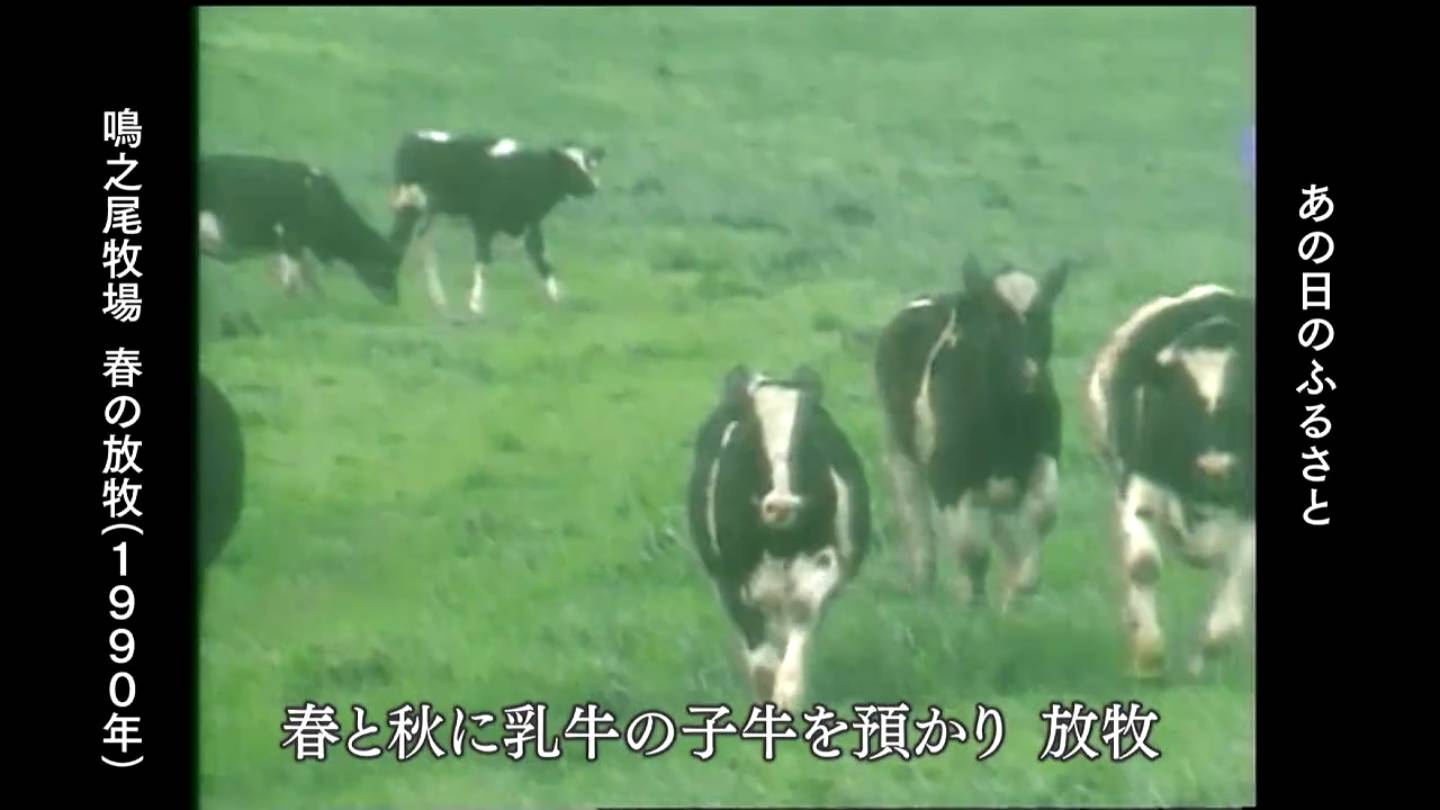 鳴之尾牧場 春の放牧 鹿屋市（1990・1981・1977） | MBCブログ