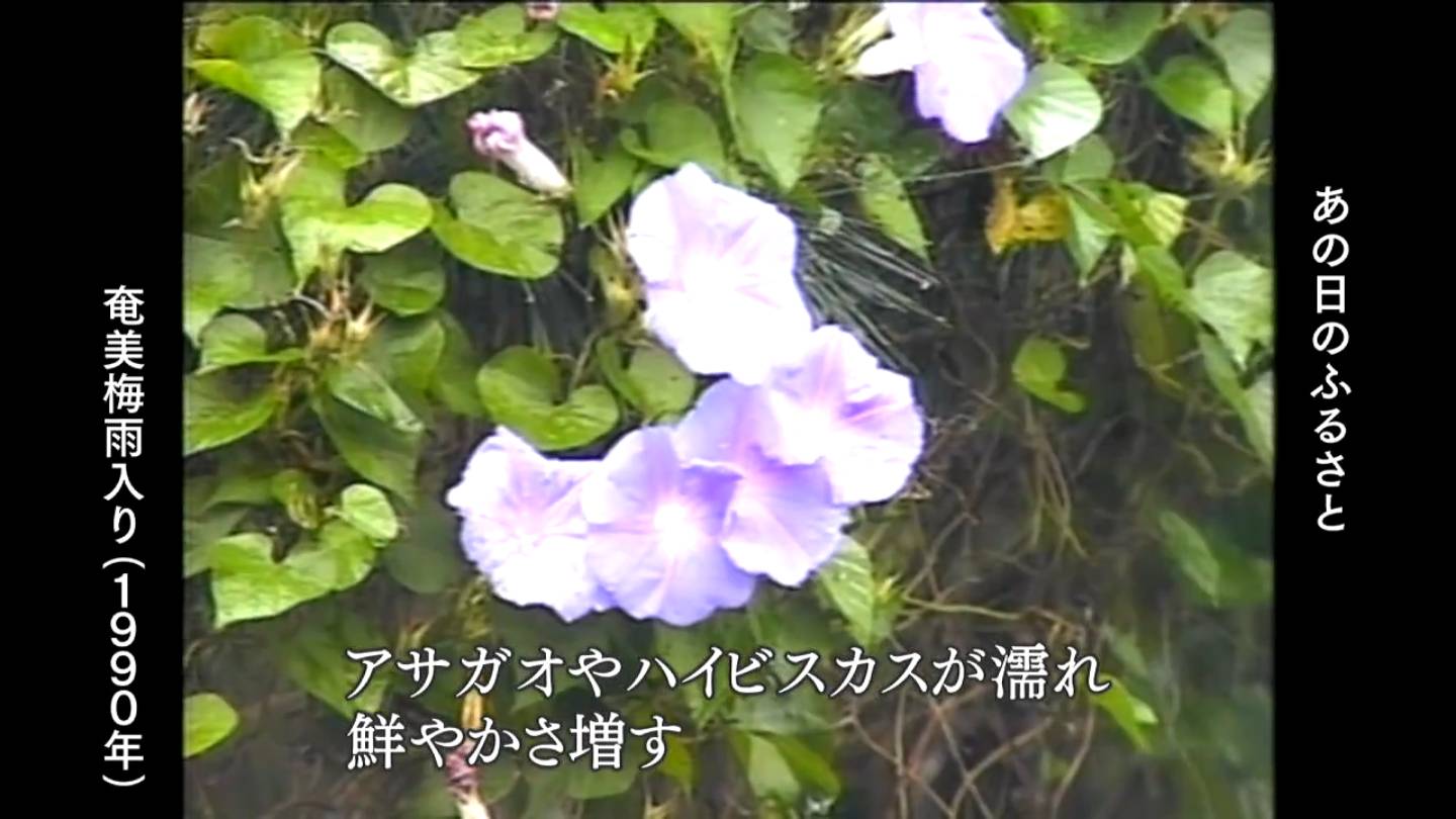 奄美梅雨入り 旧名瀬市（1990・1983） | MBCブログ