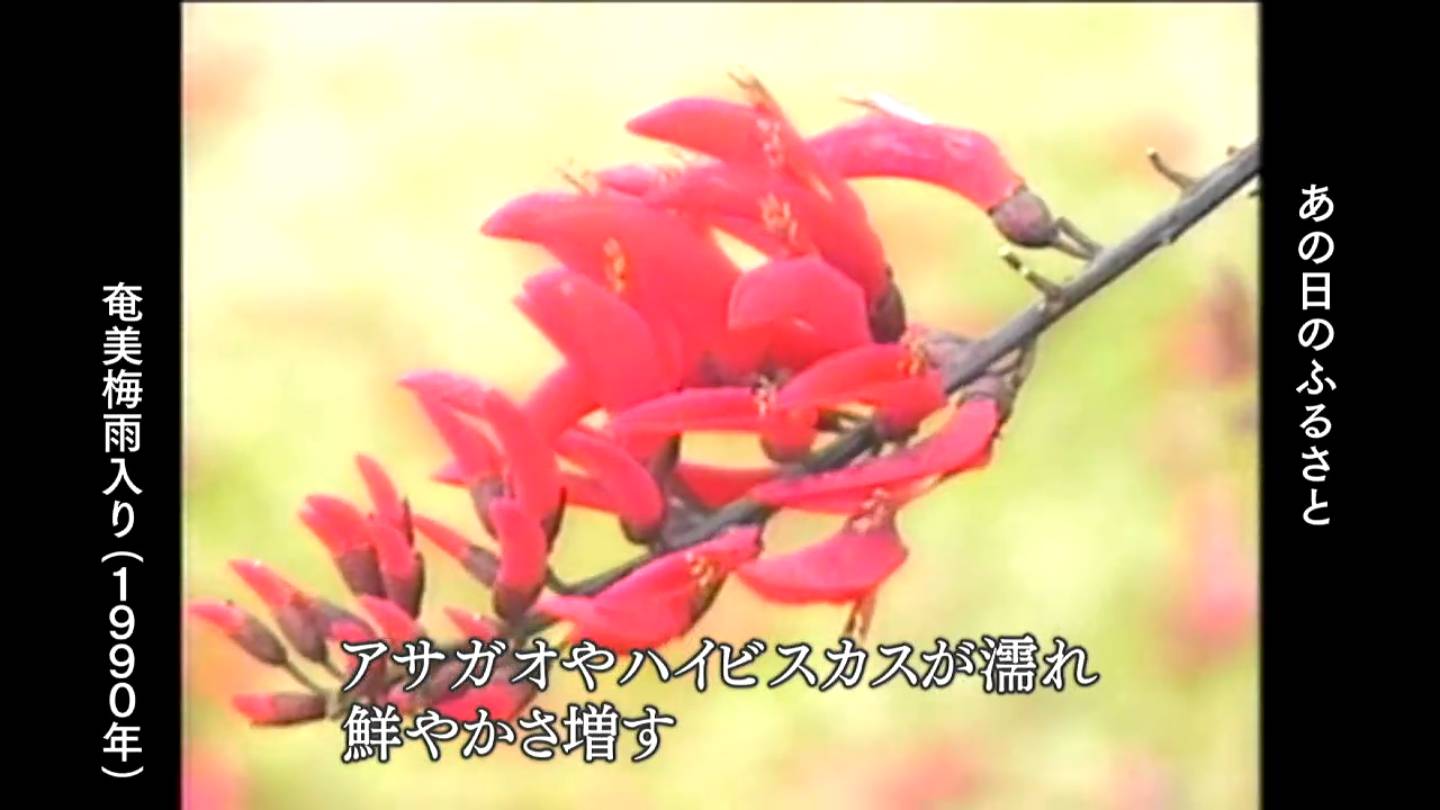 奄美梅雨入り 旧名瀬市（1990・1983） | MBCブログ