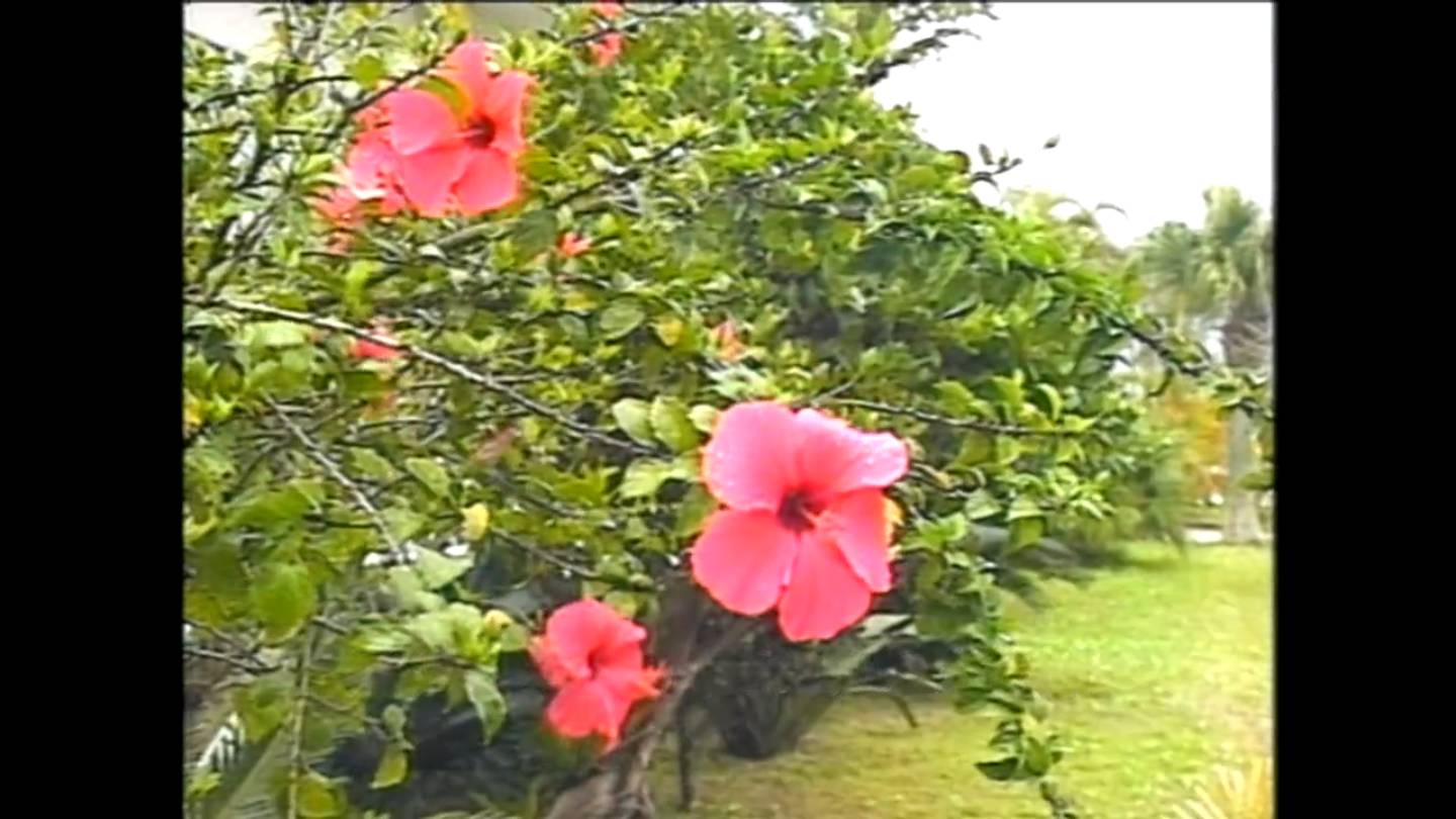 奄美梅雨入り 旧名瀬市（1990・1983） | MBCブログ