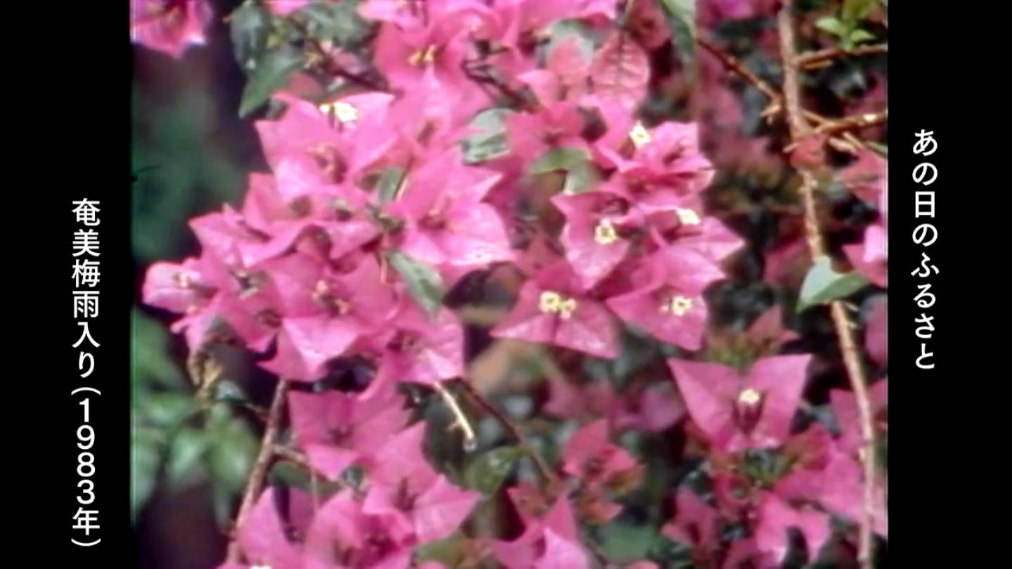 奄美梅雨入り 旧名瀬市（1990・1983） | MBCブログ