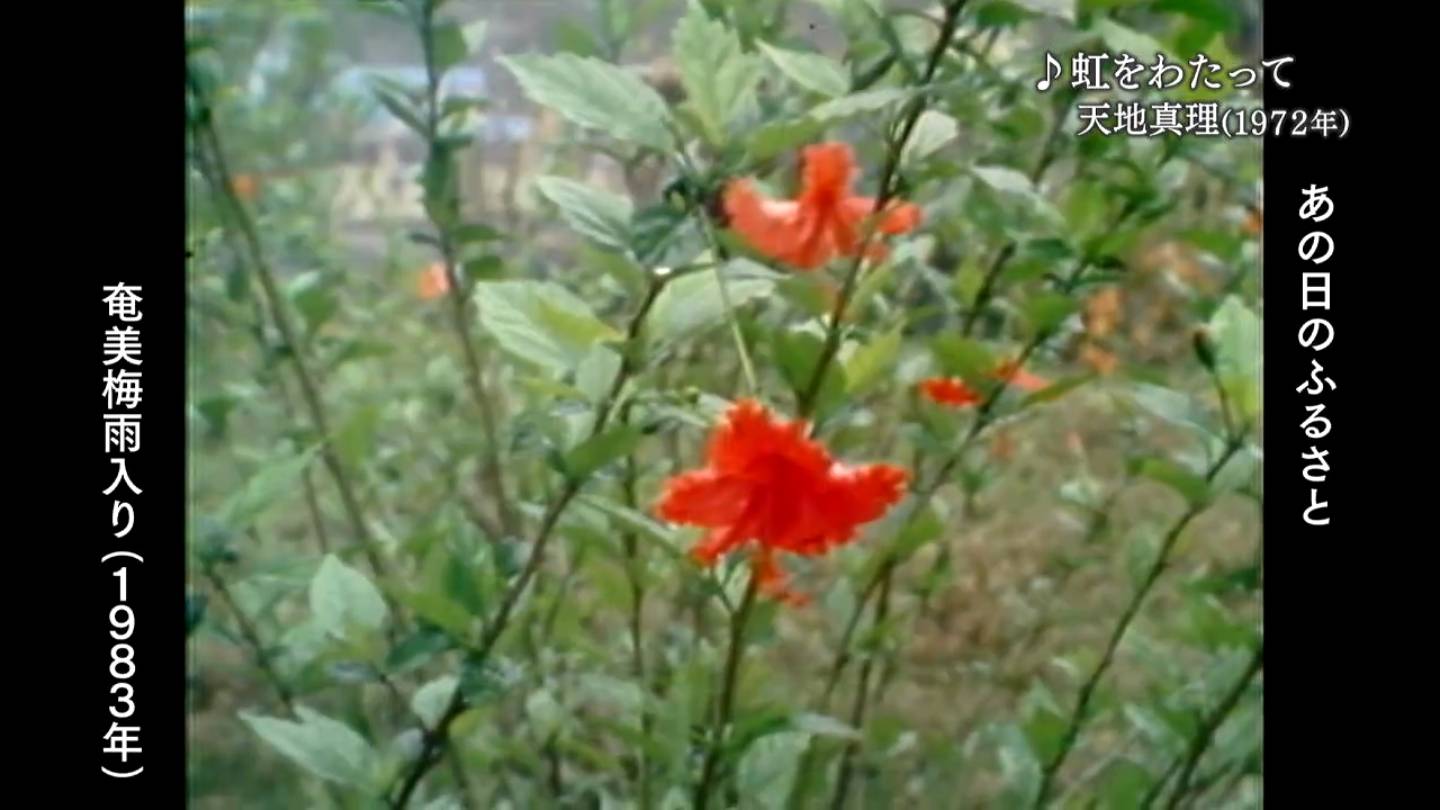 奄美梅雨入り 旧名瀬市（1990・1983） | MBCブログ