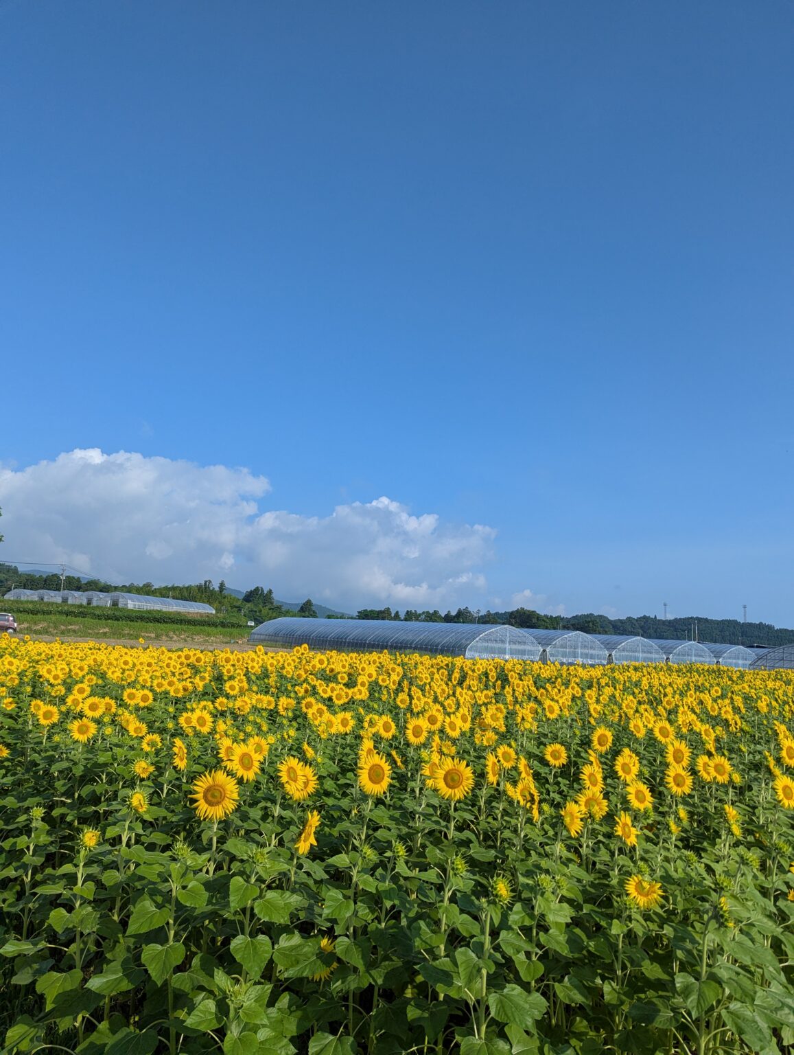 ひまわり倶楽部 | MBCブログ