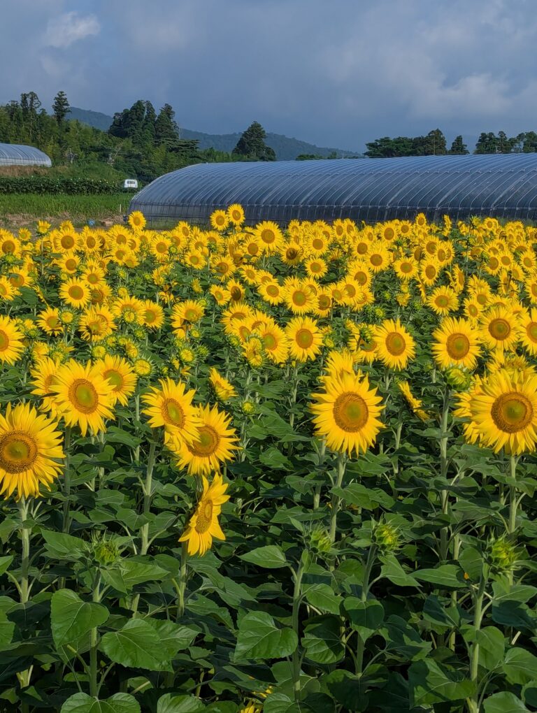 ひまわり倶楽部 | MBCブログ