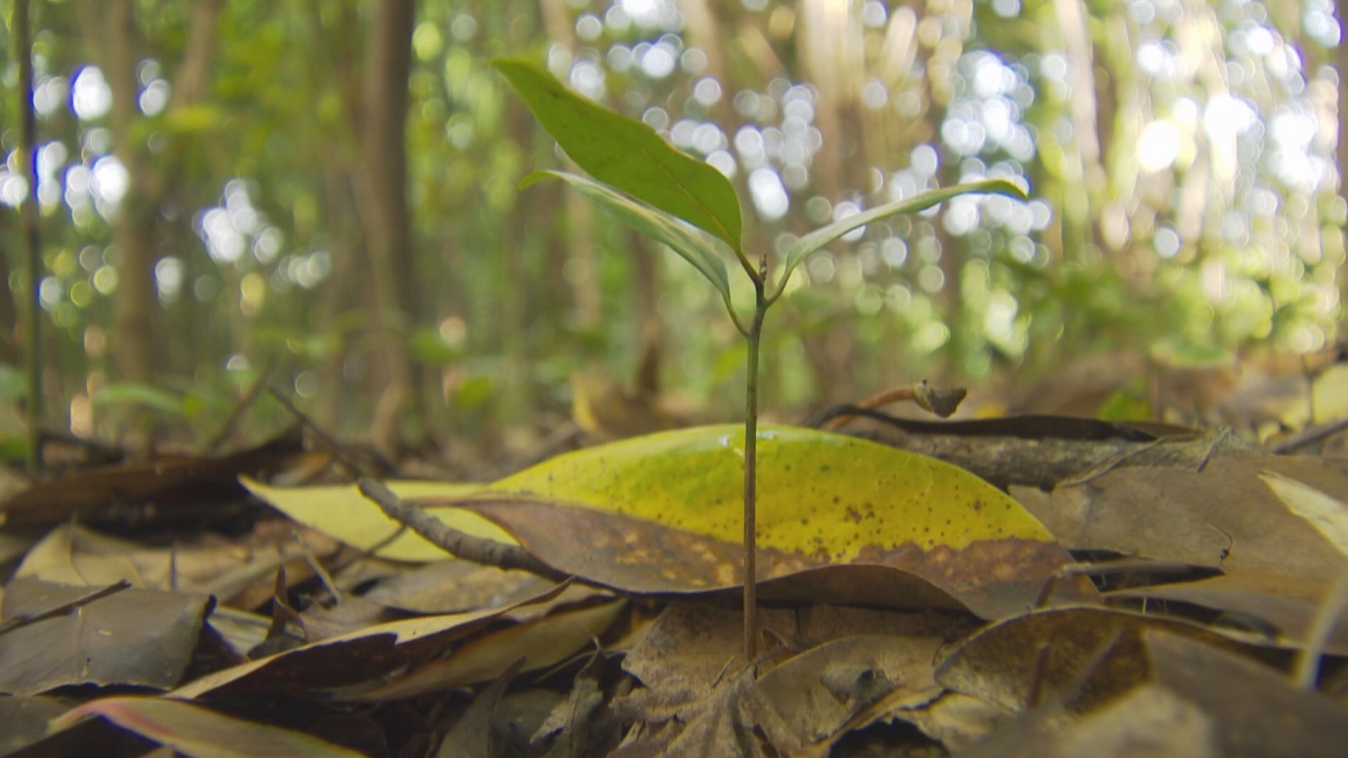 SDGs カーボンニュートラルとは | みんなでかごしまSDGs